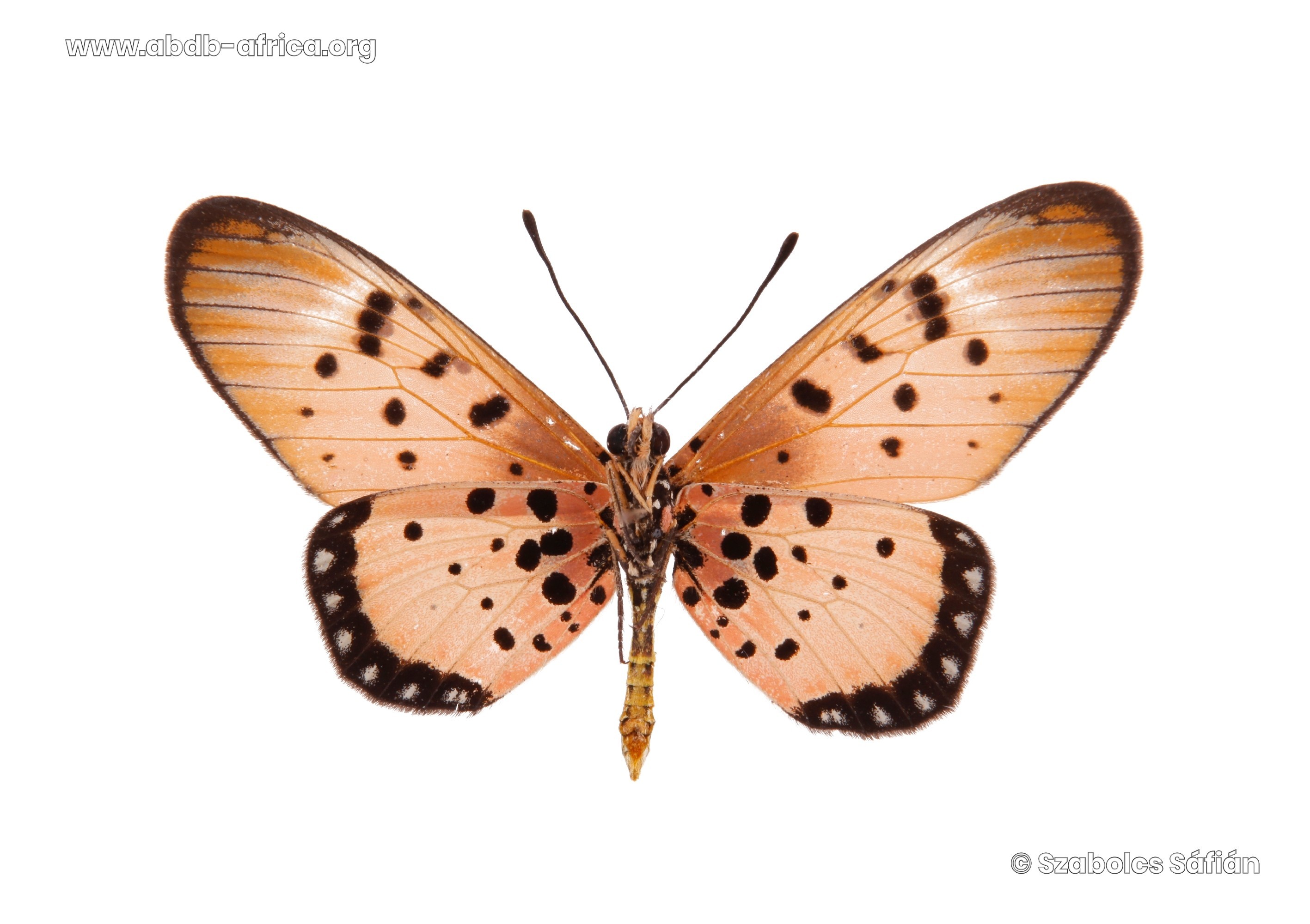Acraea caecilia caecilia (Fabricius, 1781)