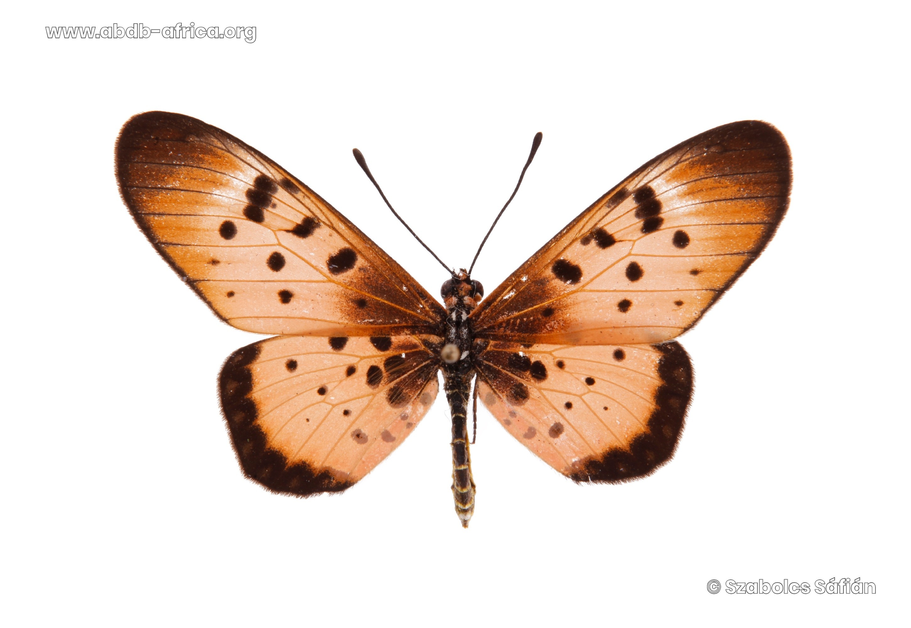 Acraea caecilia (Fabricius, 1781)