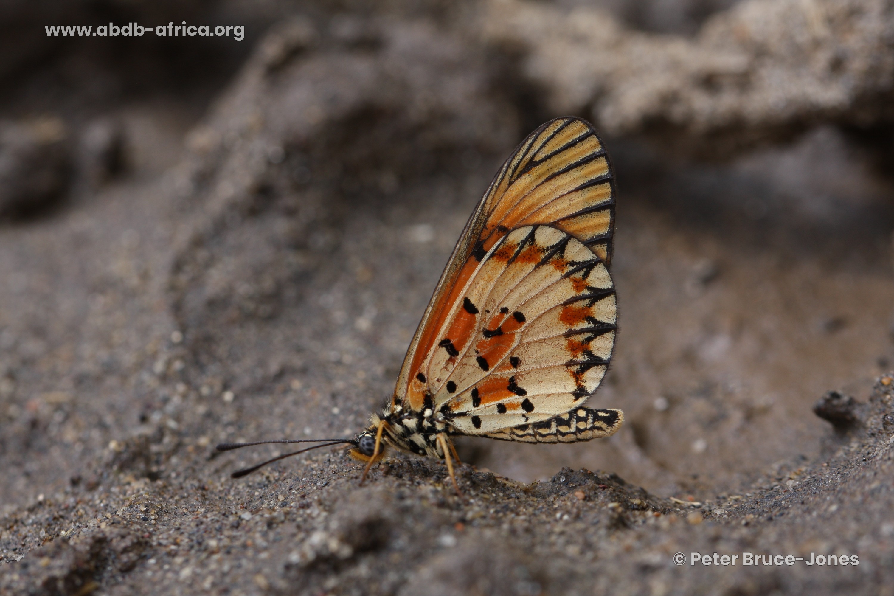Acraea serena (Fabricius, 1775)