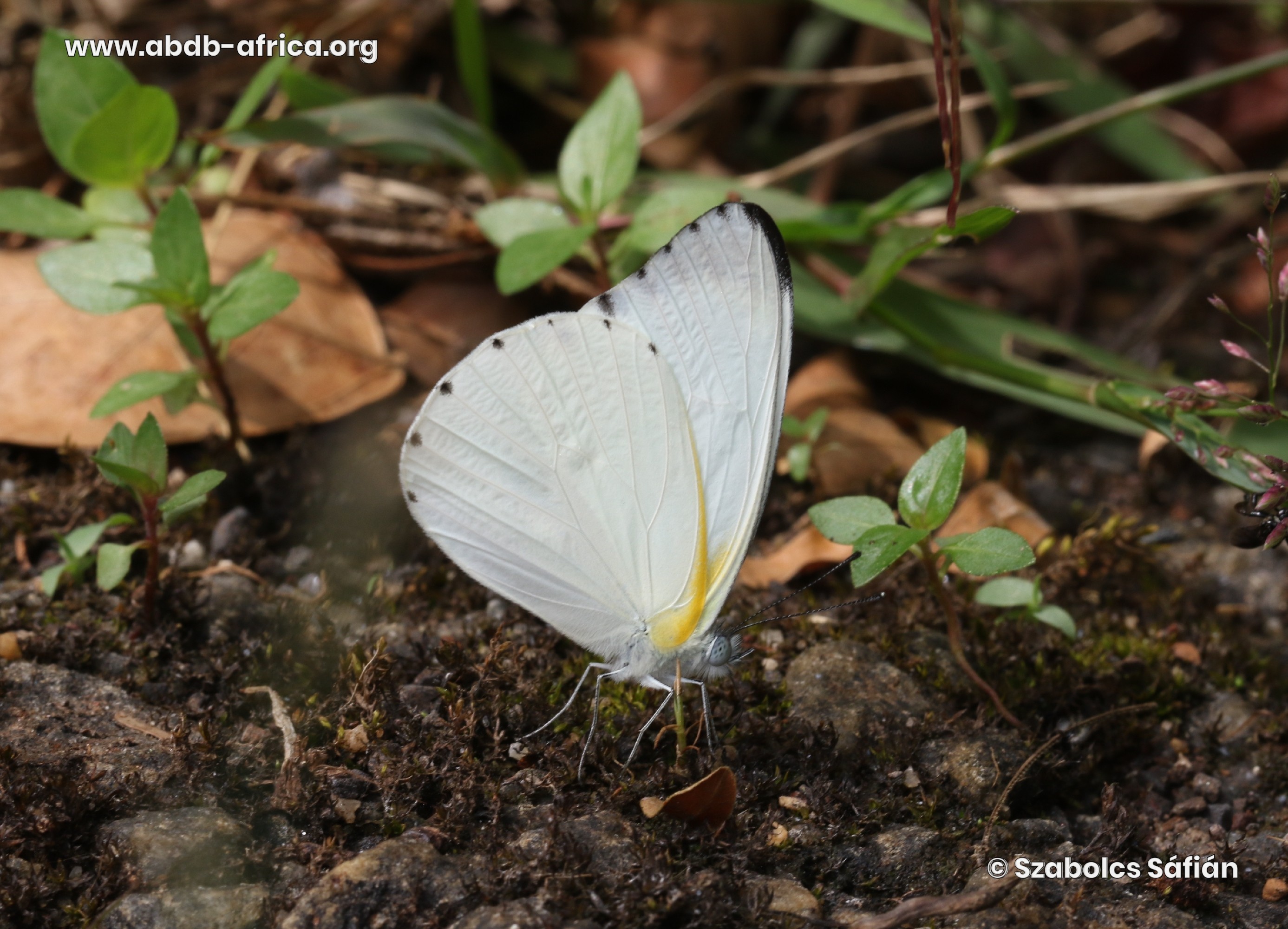 Appias epaphia (Cramer, [1779])