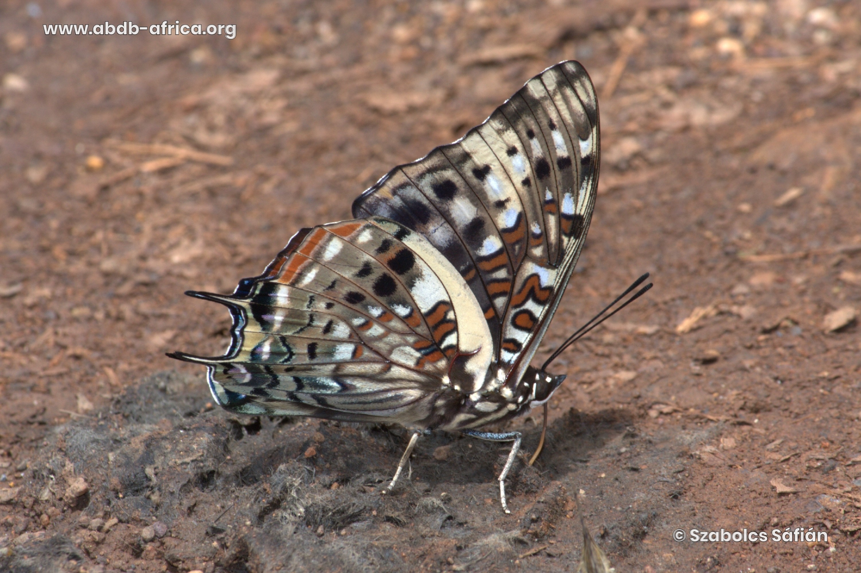 ABDB - African Butterfly Database