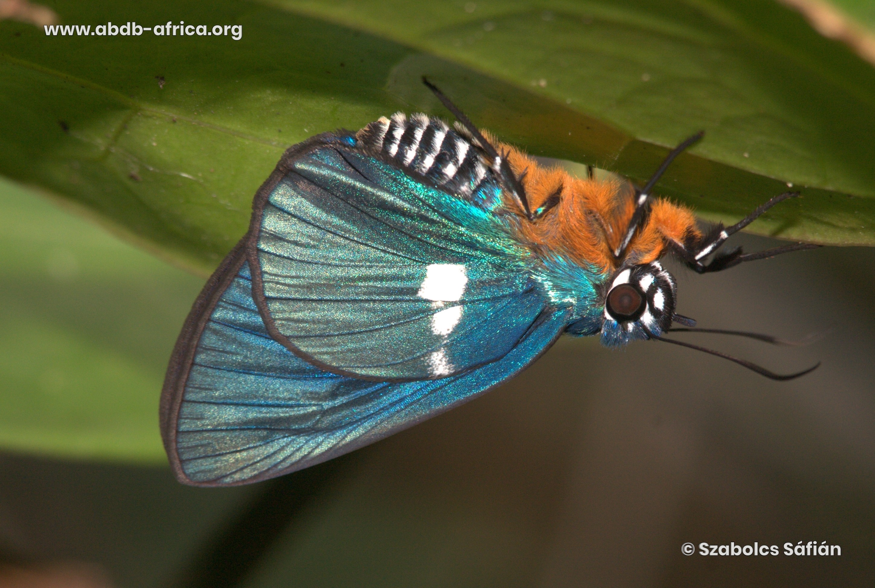 ABDB - African Butterfly Database