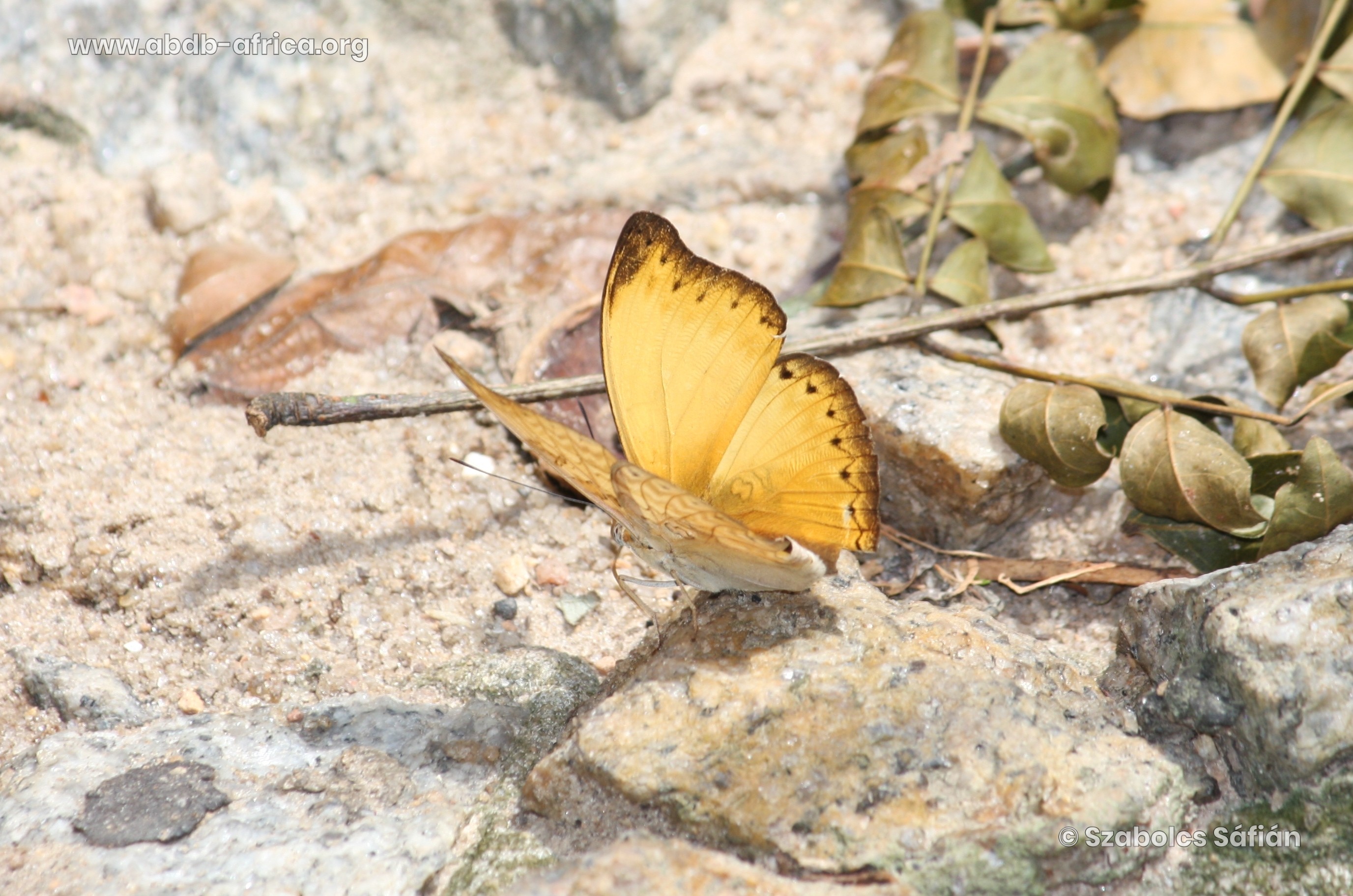 Cymothoe aubergeri Plantrou, 1977