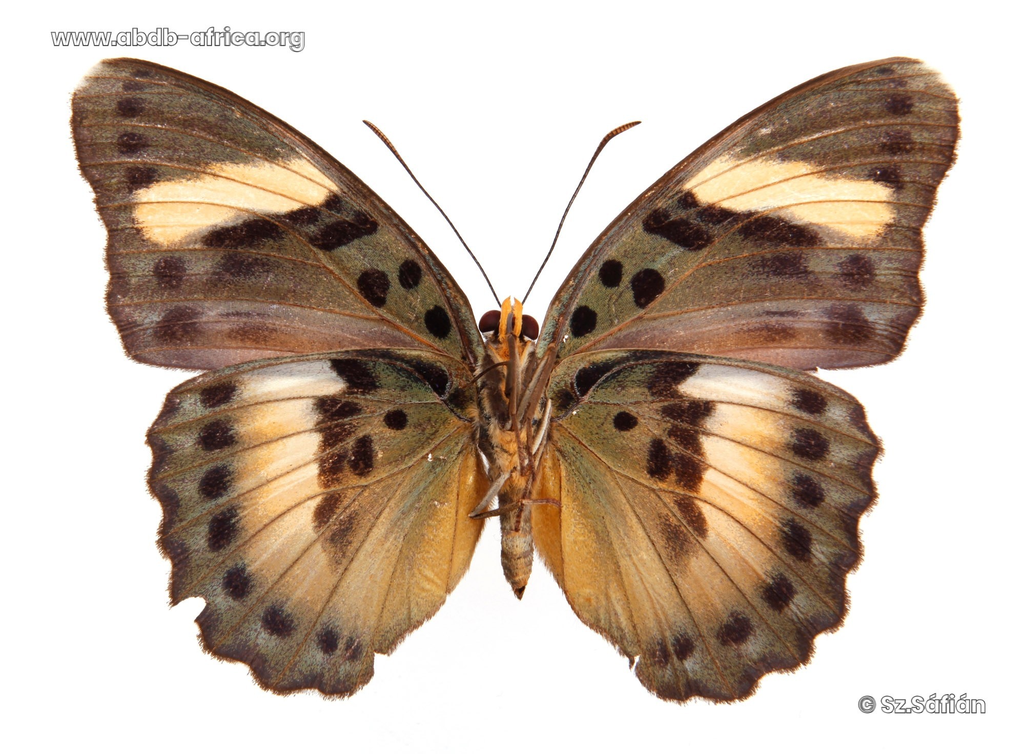 Euphaedra ceres (Fabricius, 1775)