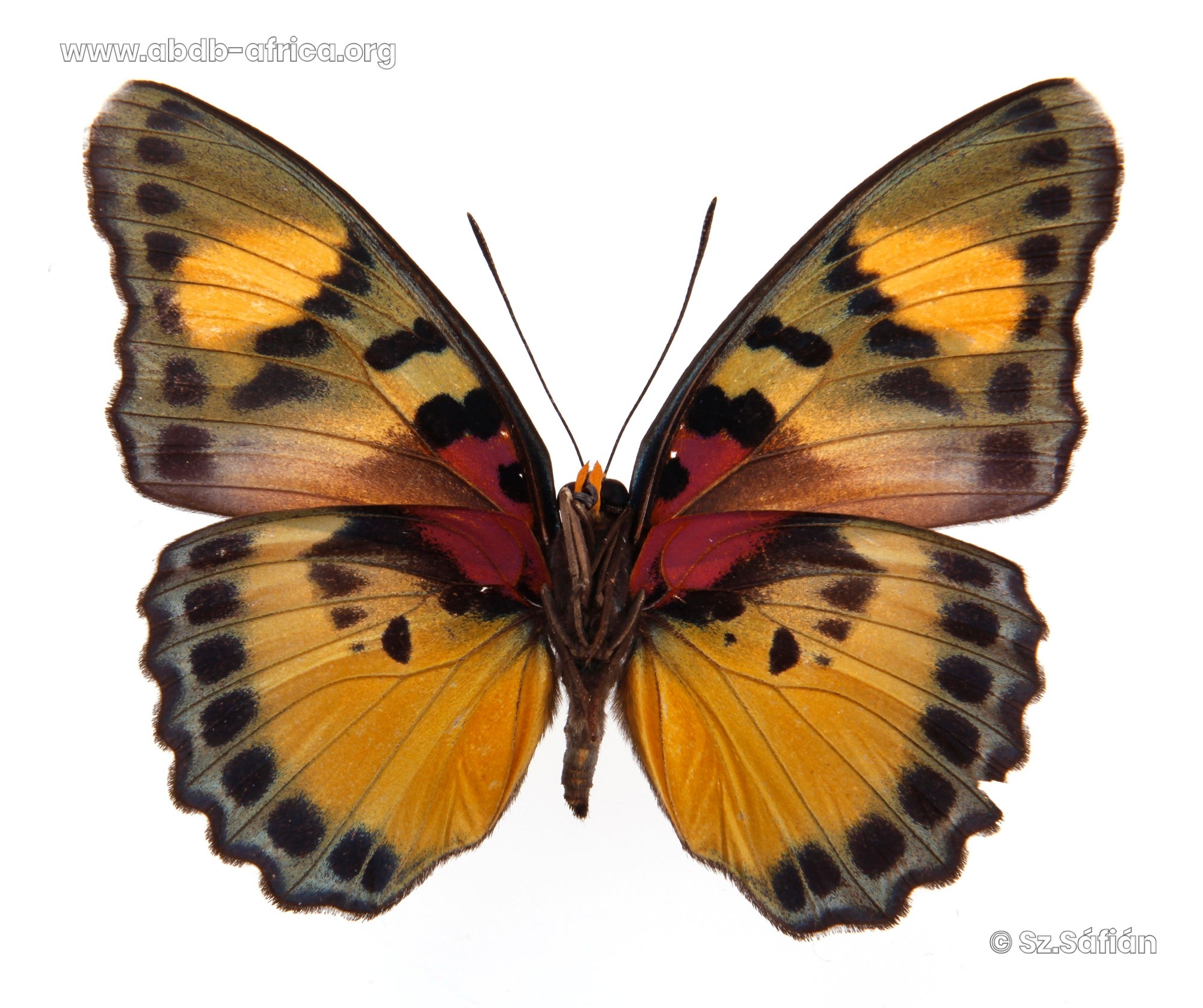 Euphaedra janetta (Butler, 1871)