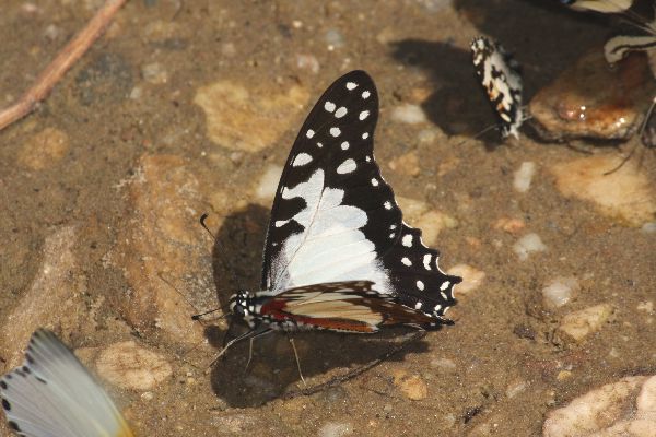 Graphium angolanus baronis (Ungemach, 1932)