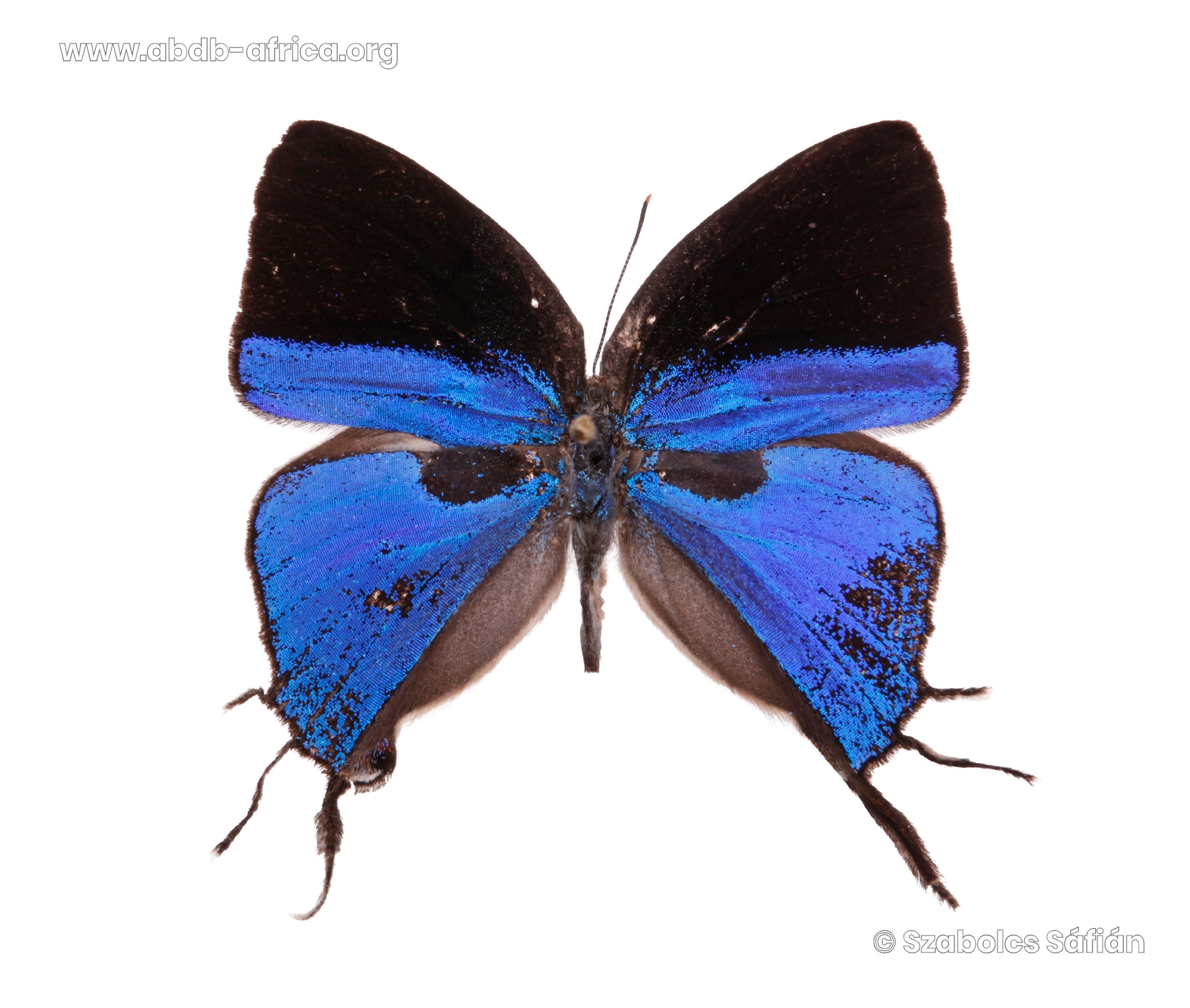 ABDB - African Butterfly Database