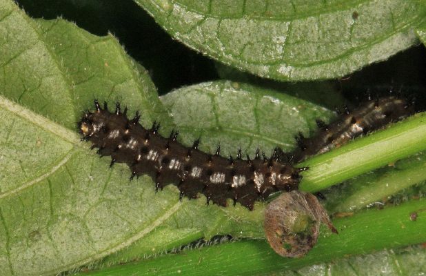 Junonia oenone oenone (Linnaeus, 1758)