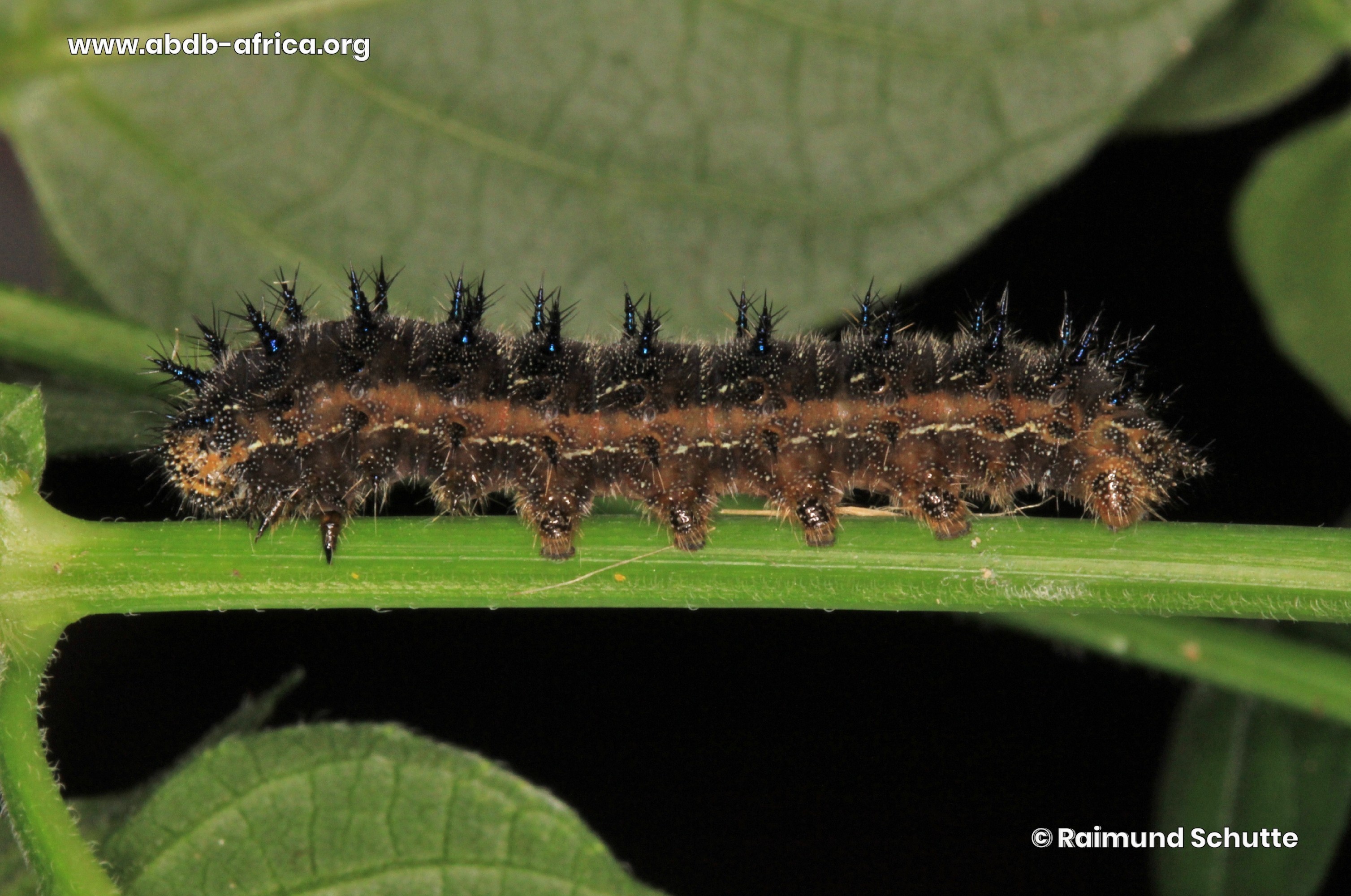 Junonia oenone oenone (Linnaeus, 1758)