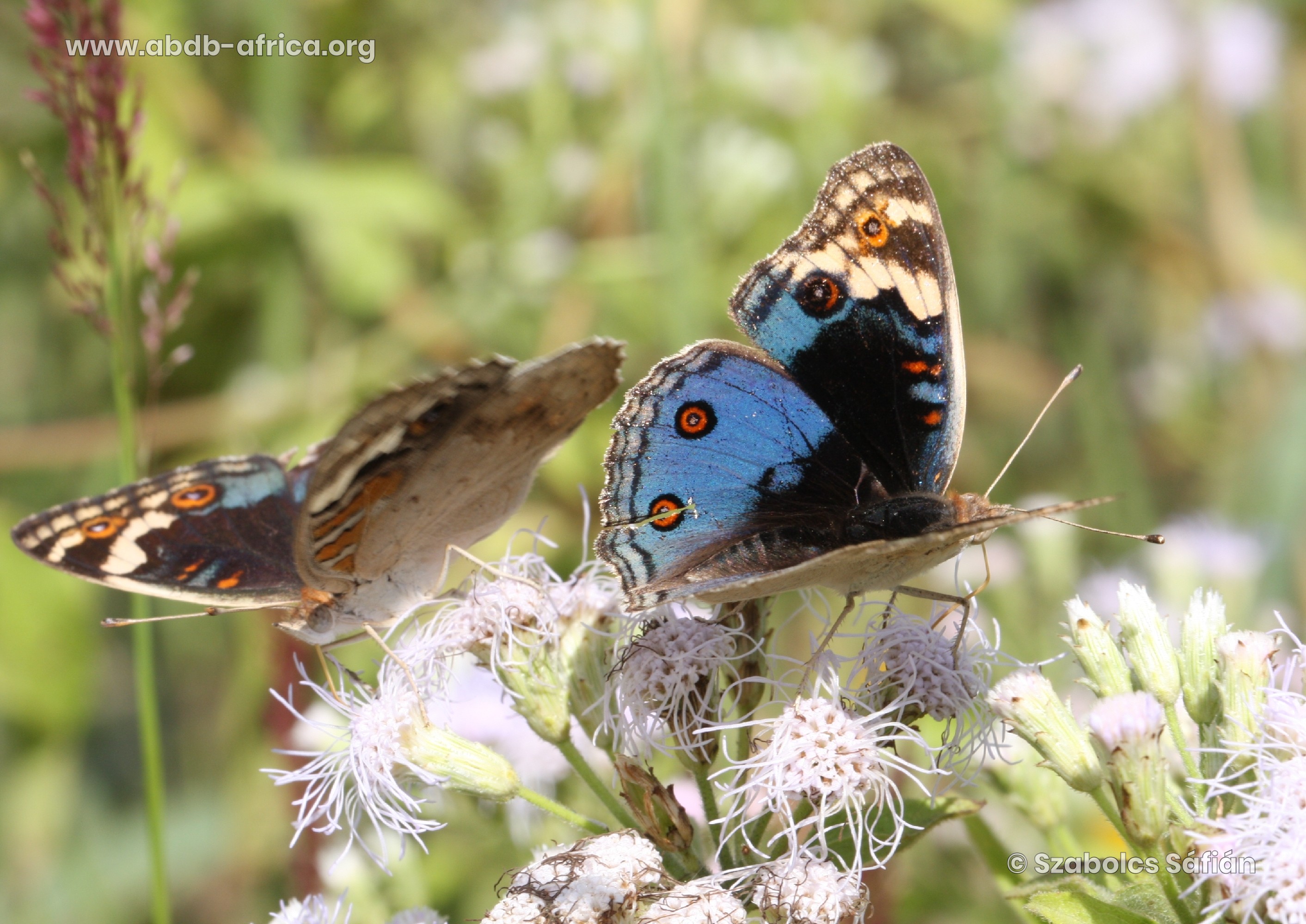 Junonia orithya Lang, 1884