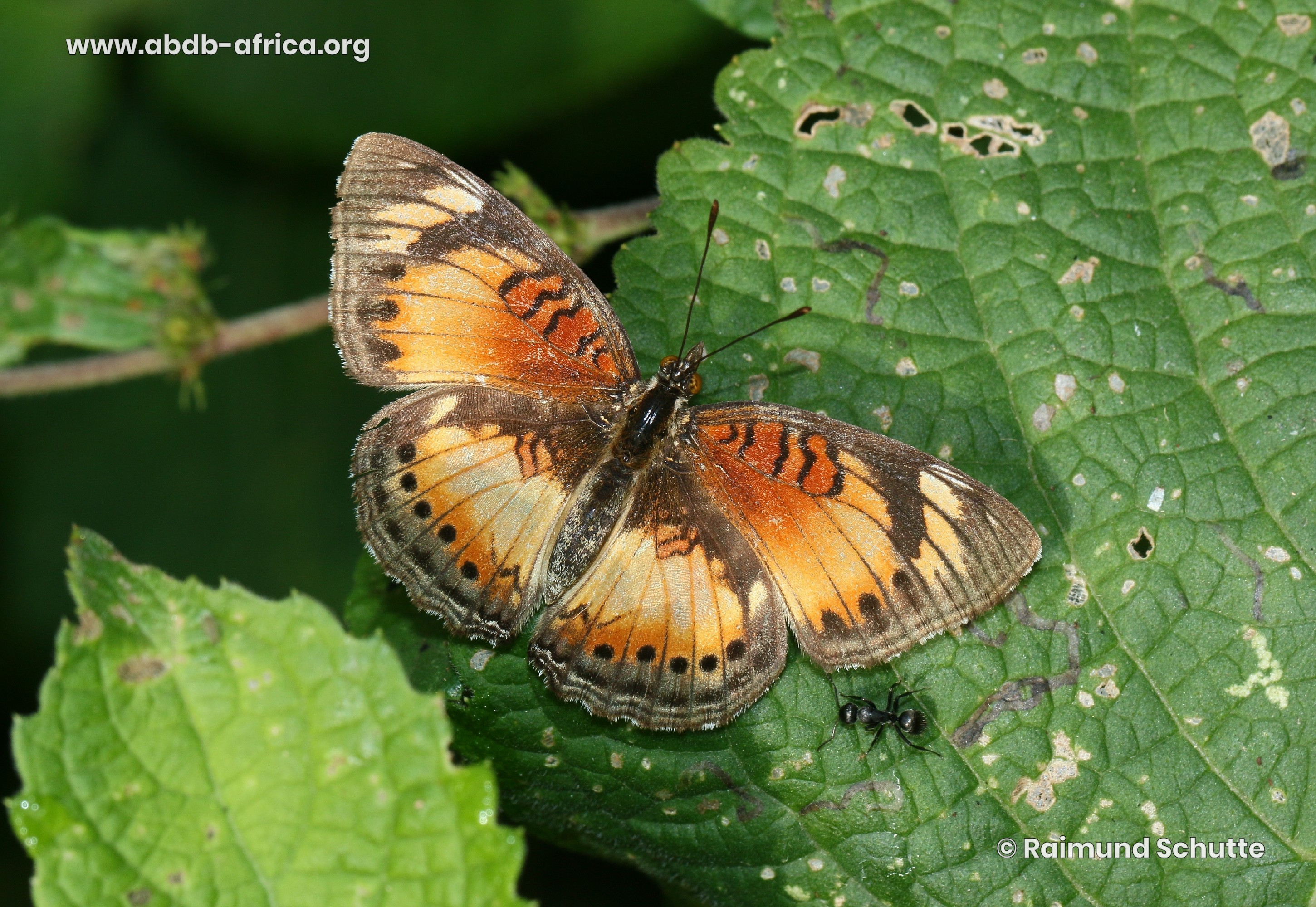 ABDB - African Butterfly Database