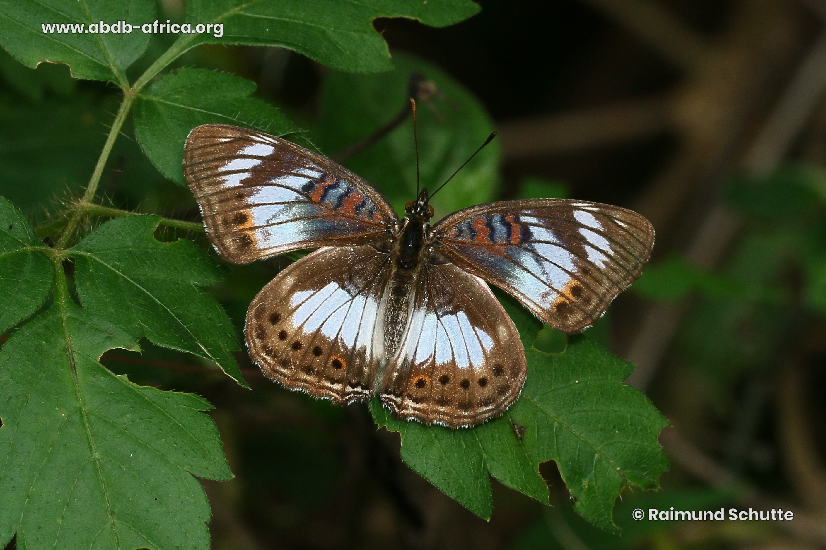 ABDB - African Butterfly Database