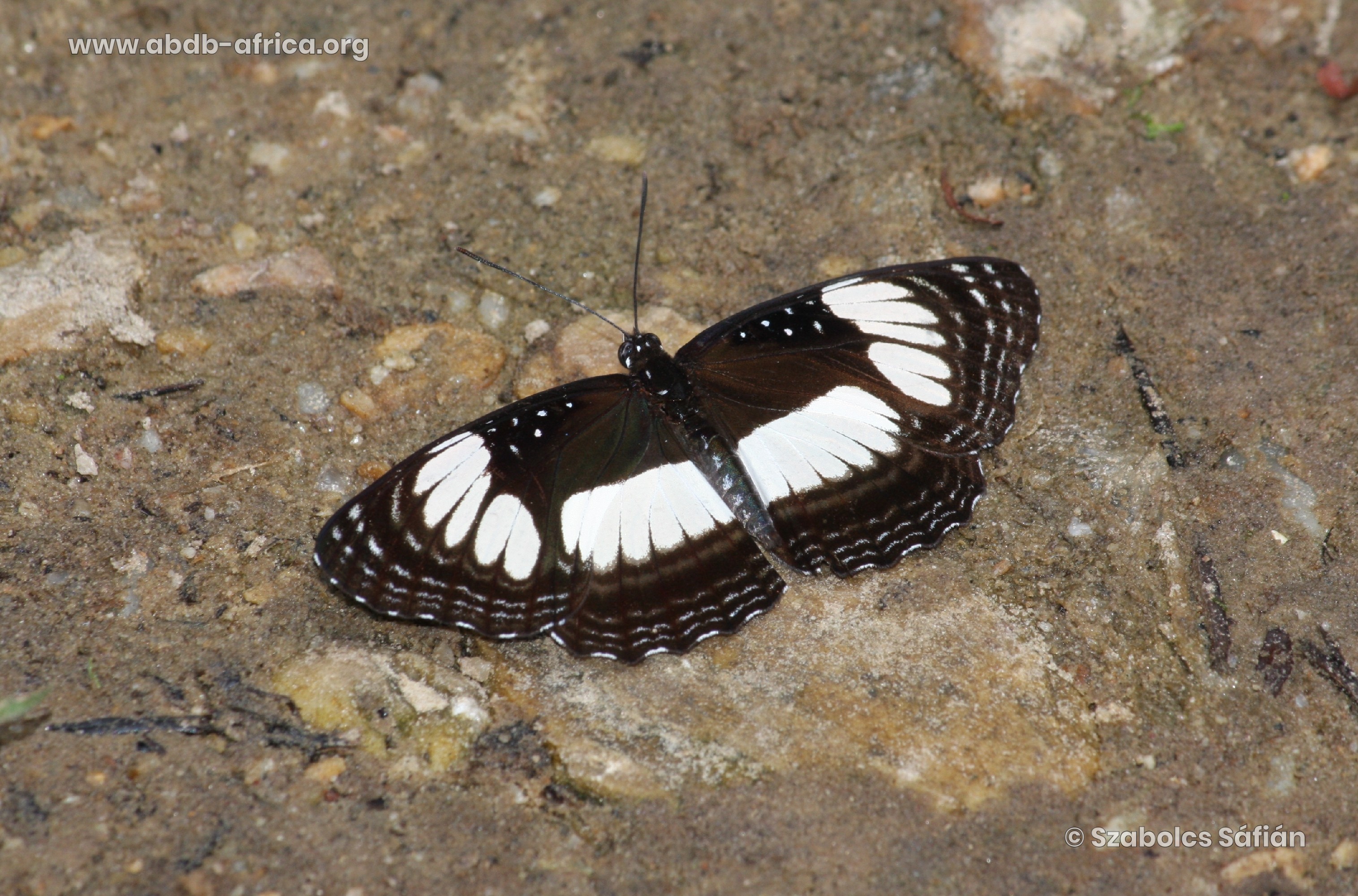 Neptis alta Overlaet, 1955