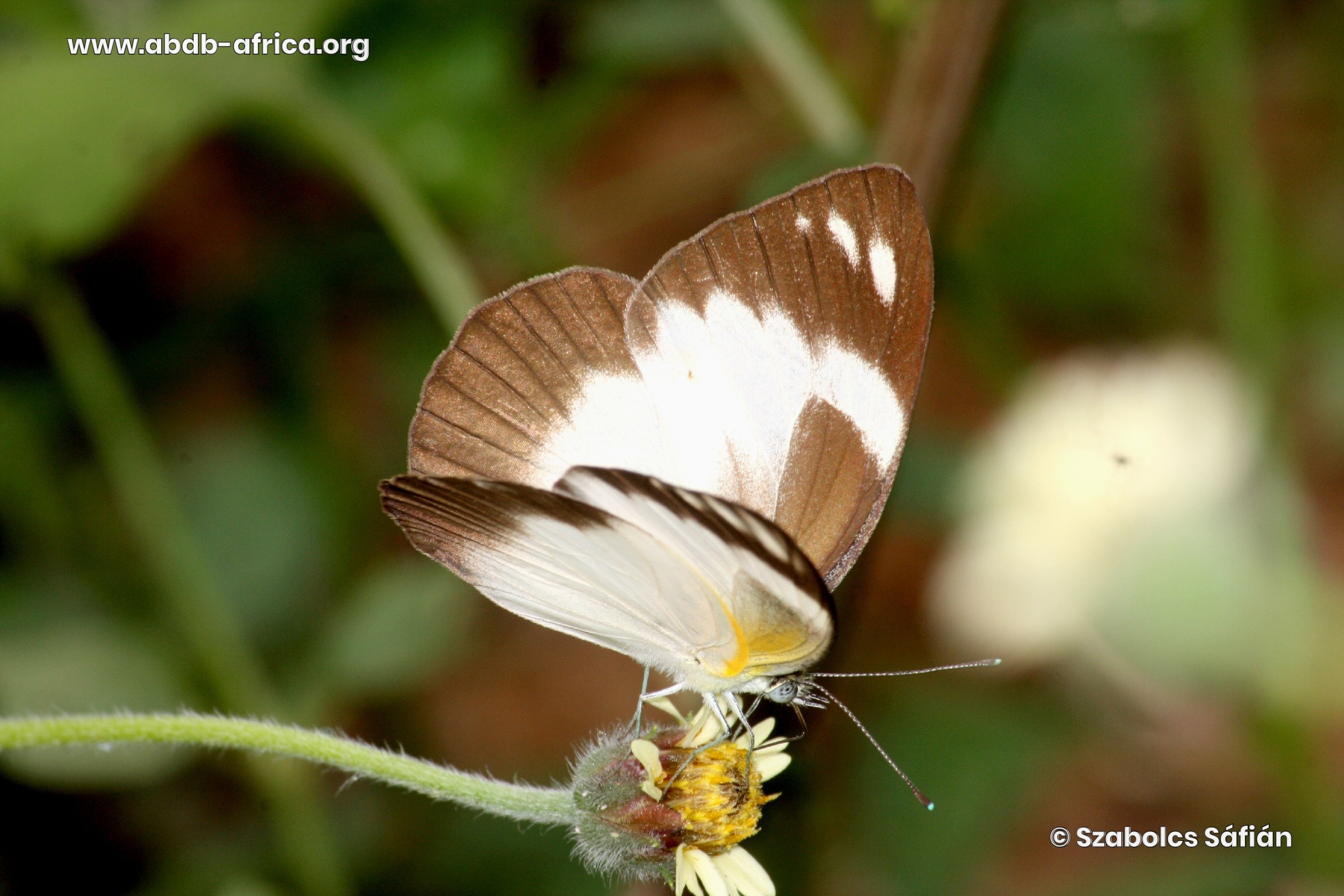 ABDB - African Butterfly Database
