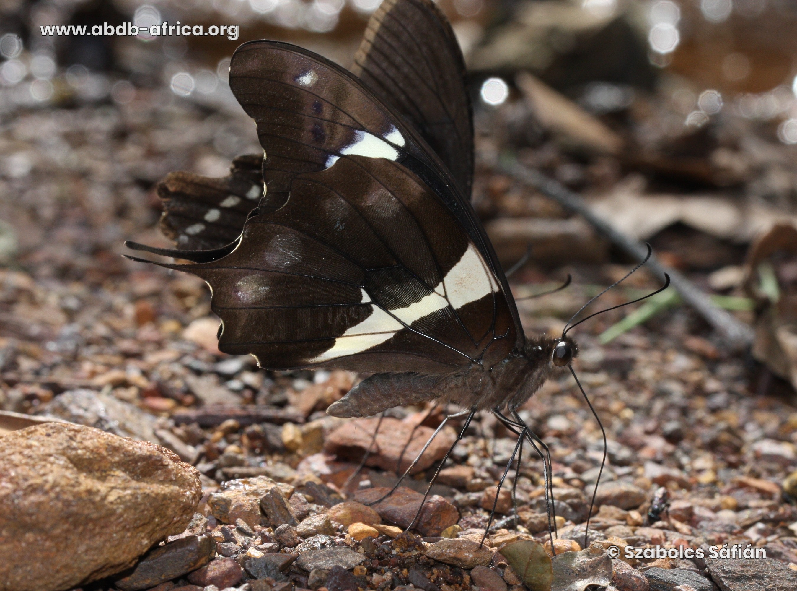 Papilio horribilis Butler, 1874