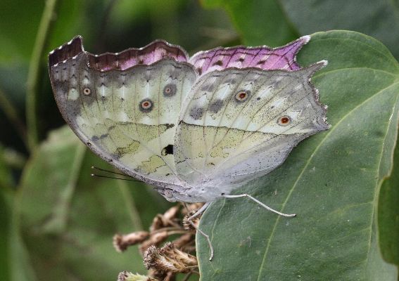 Protogoniomorpha parhassus (Drury, 1782)