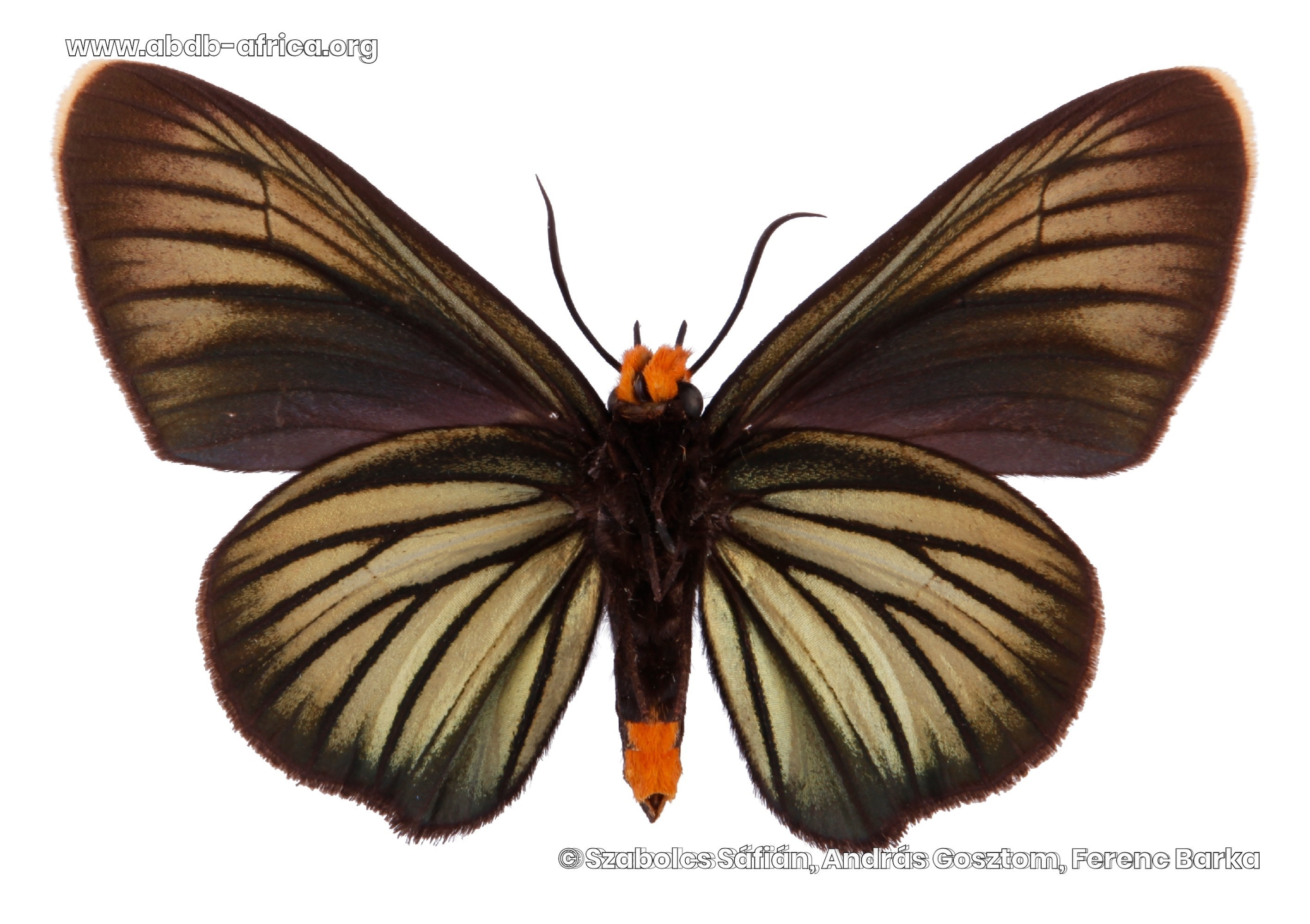 ABDB - African Butterfly Database