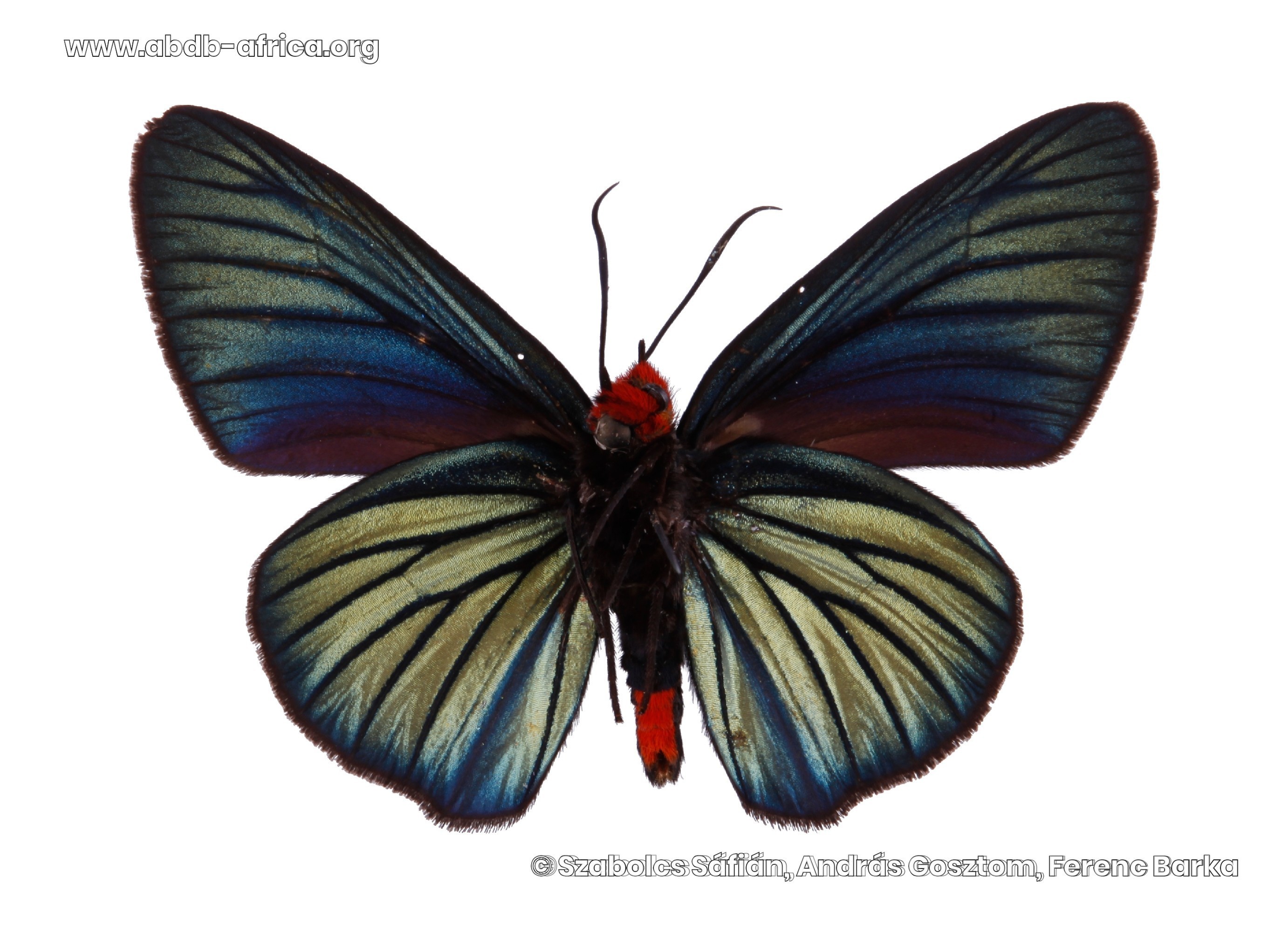 ABDB - African Butterfly Database