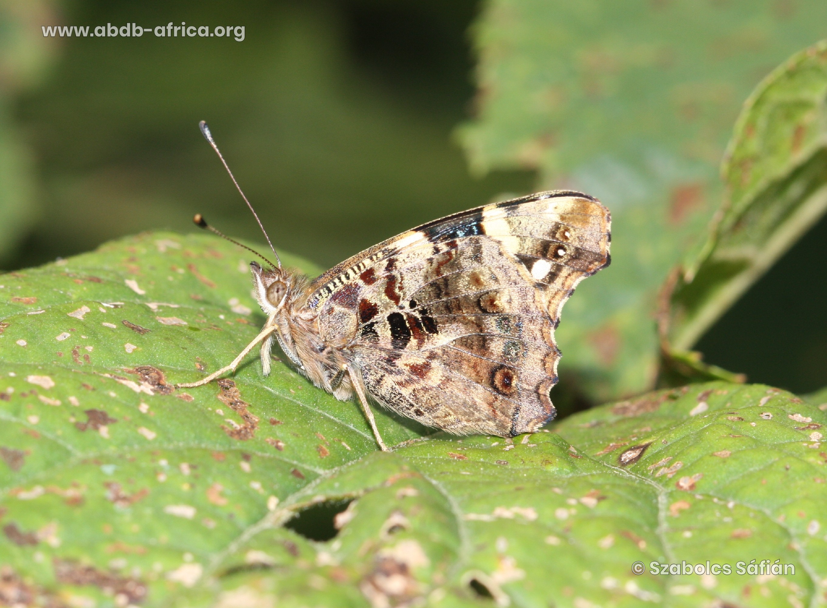 Vanessa dimorphica Howarth, 1966