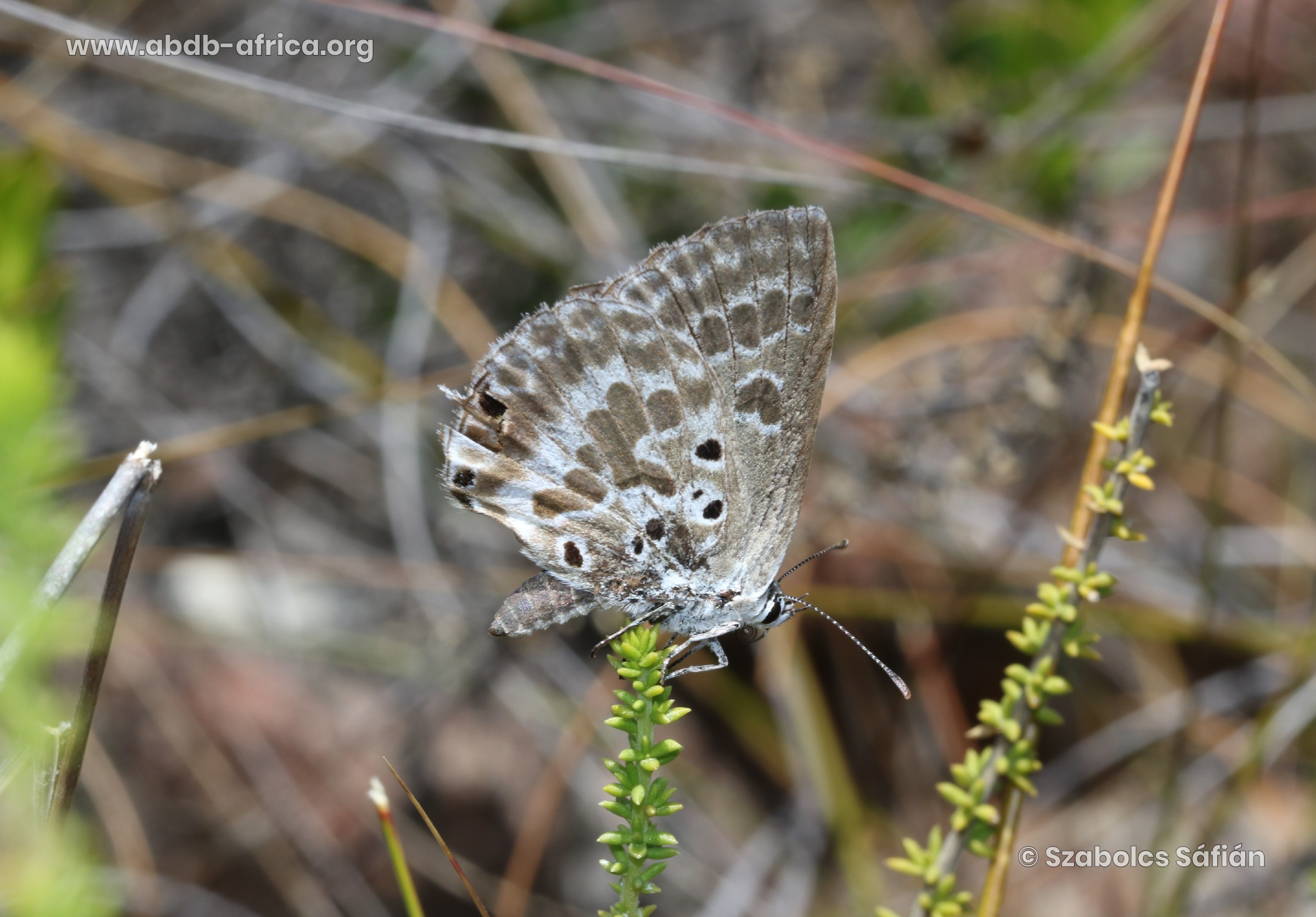 Lepidochrysops asteris (Godart, 1824)