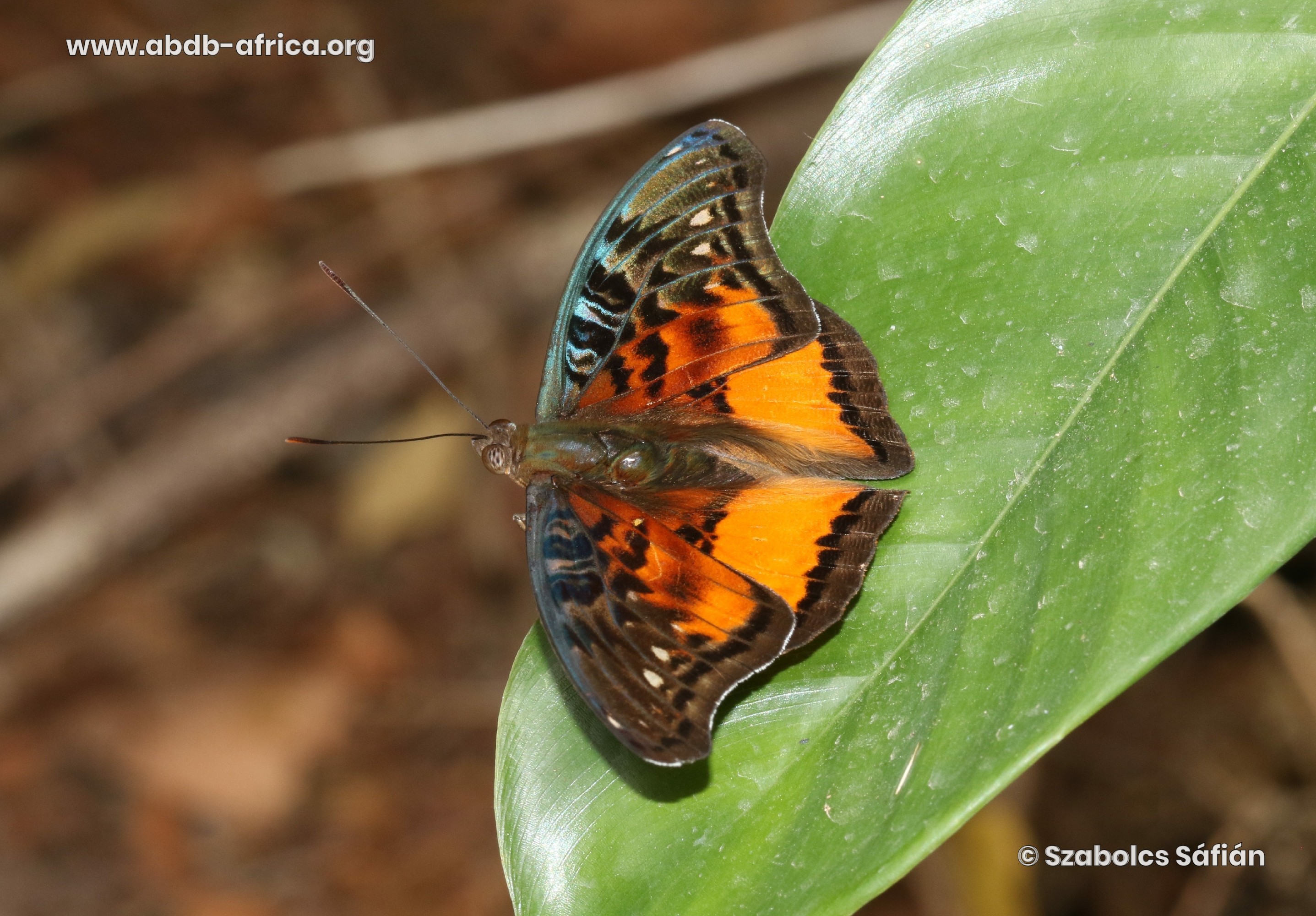 ABDB - African Butterfly Database