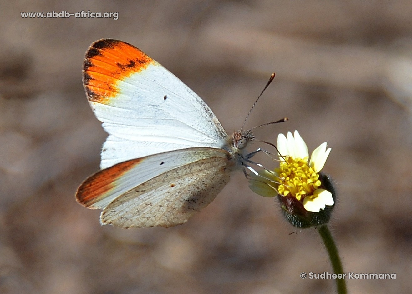 ABDB - African Butterfly Database