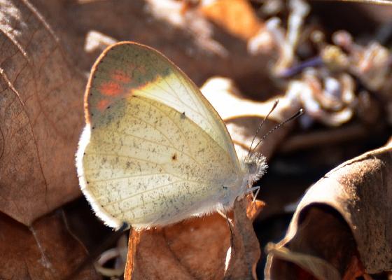 Colotis evanthe (Boisduval, 1836)