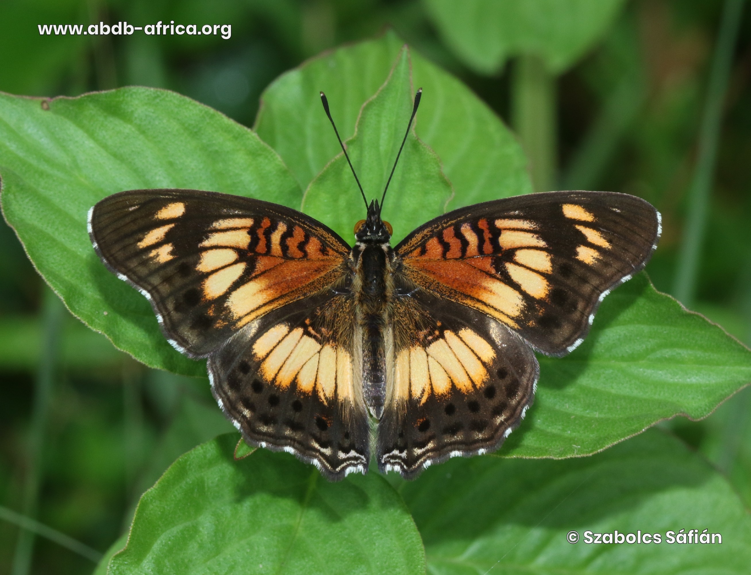 ABDB - African Butterfly Database