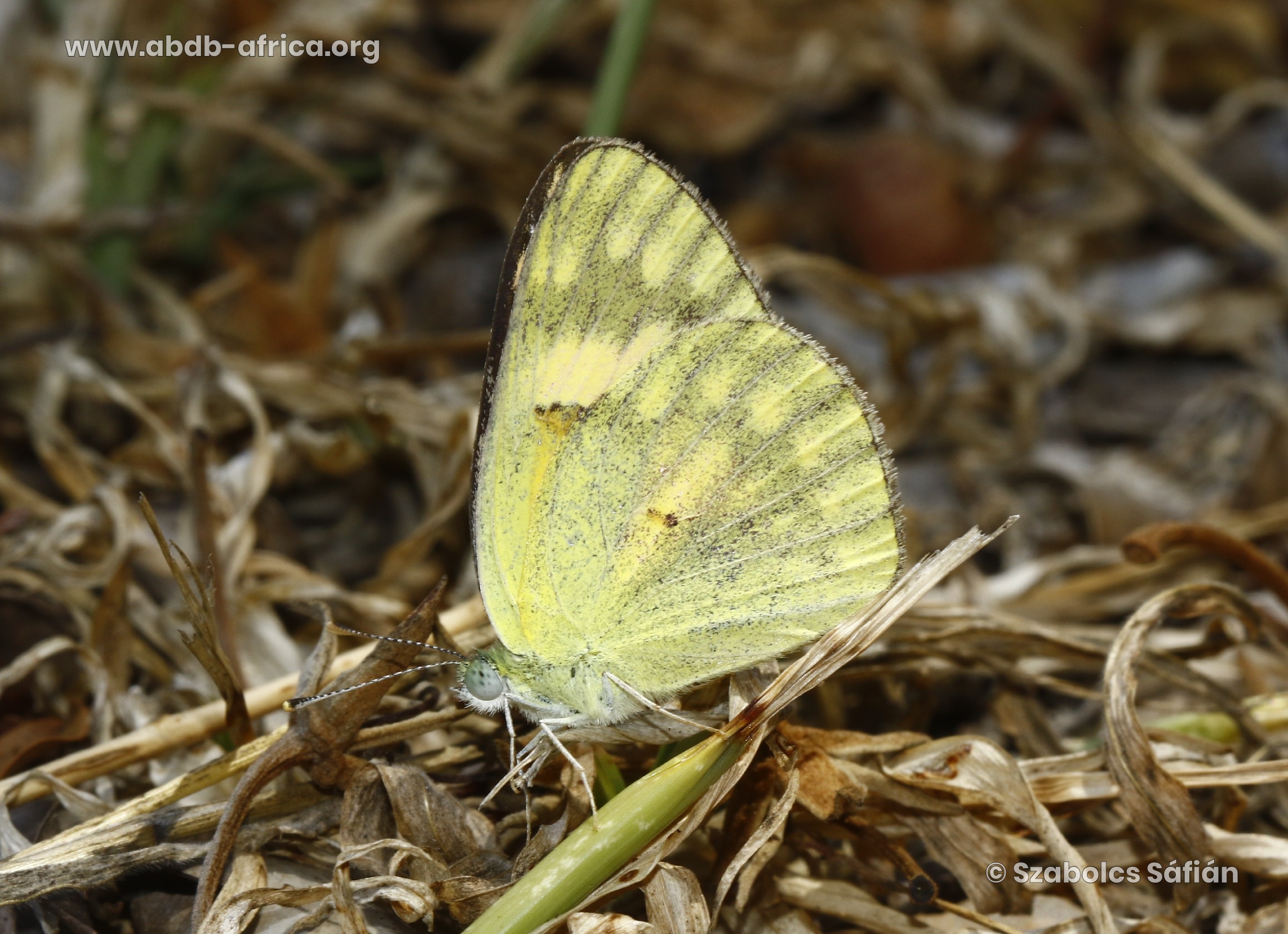 Colotis calais calais (Cramer, 1775)