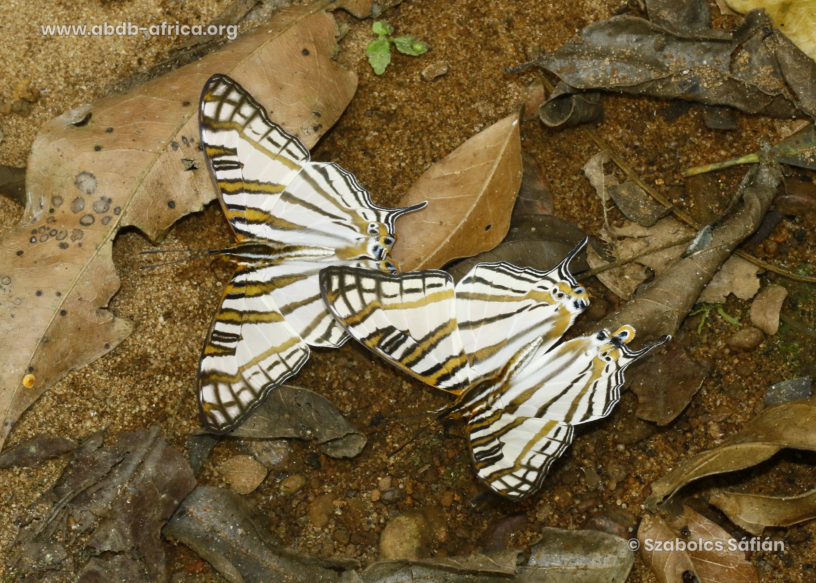 Cyrestis camillus camillus (Fabricius, 1781)