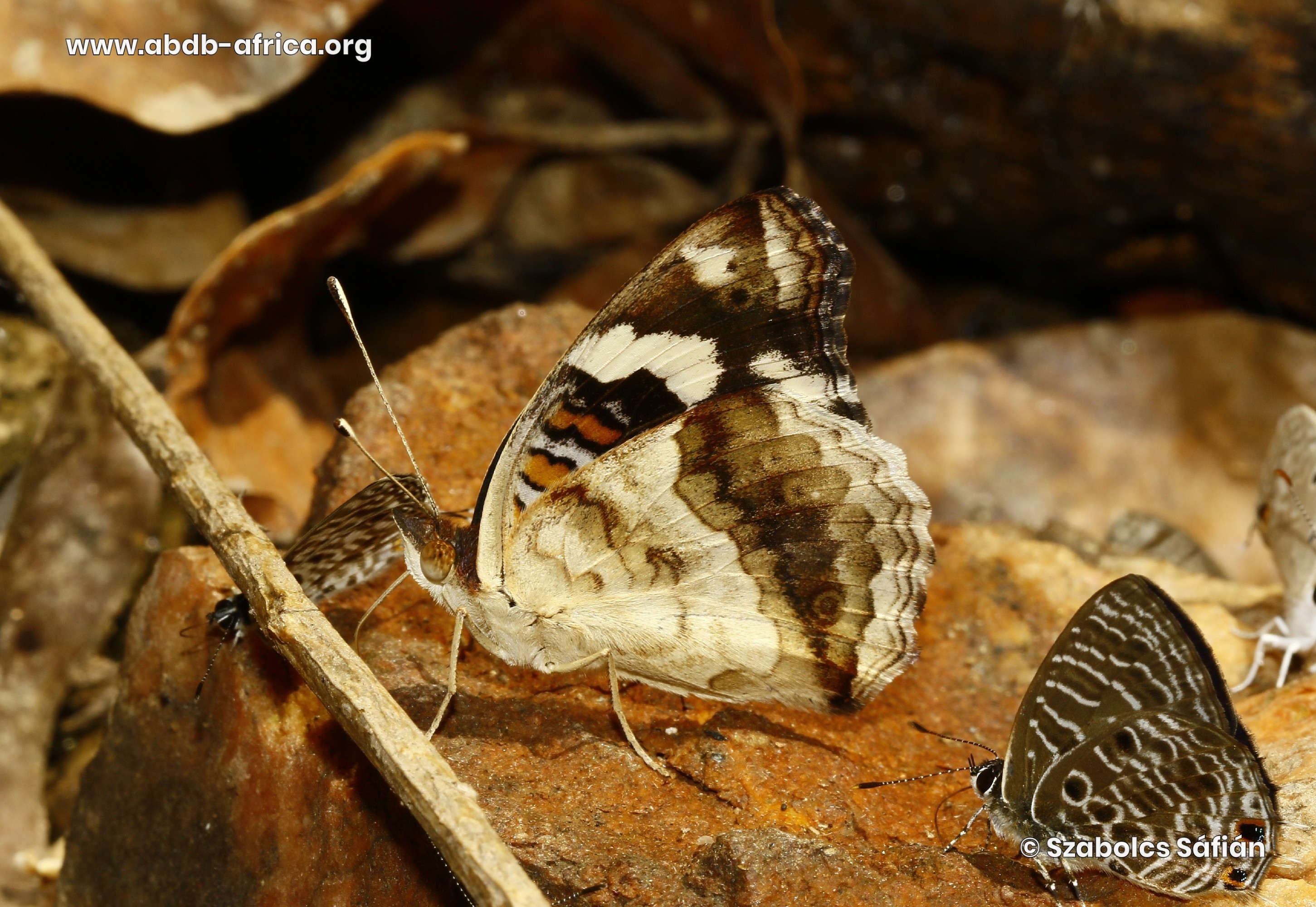 Junonia oenone oenone (Linnaeus, 1758)