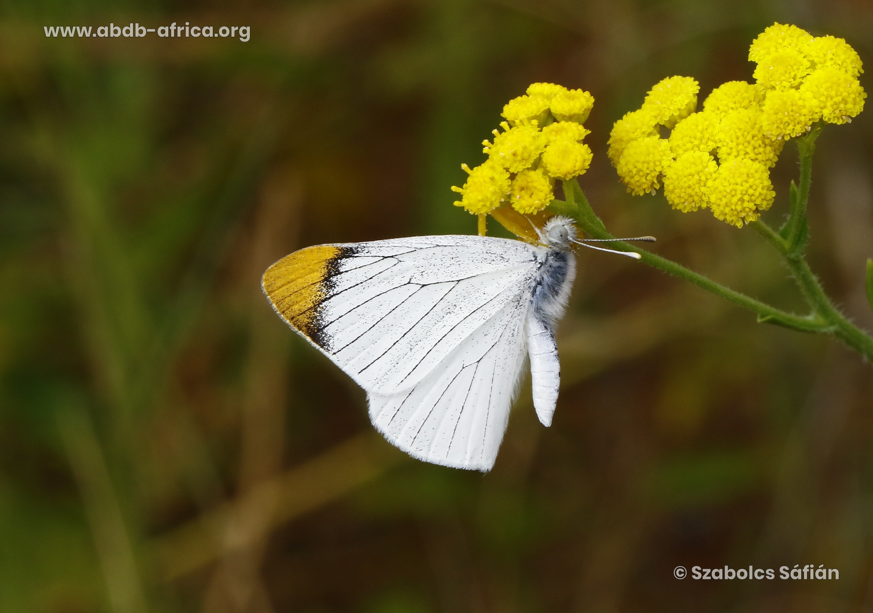 Teracolus agoye agoye (Wallengren, 1857)