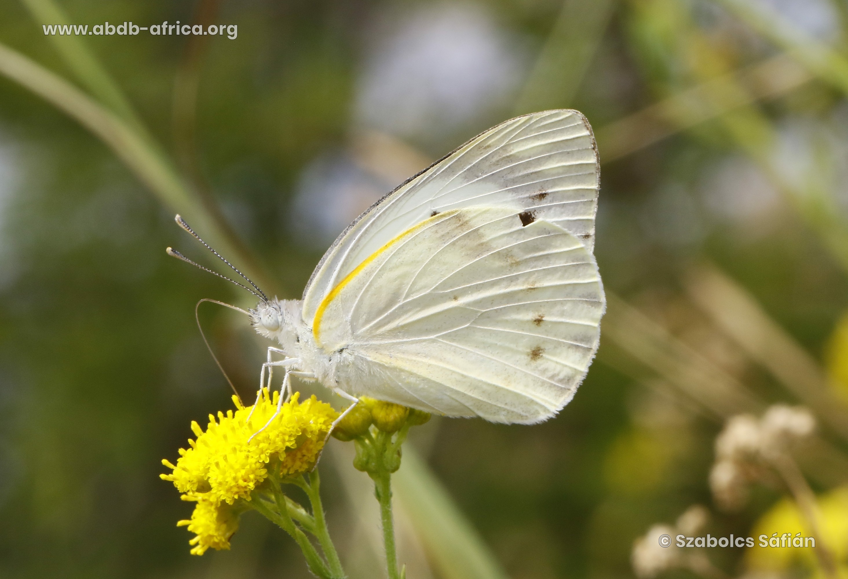 Teracolus eris eris (Klug, 1829)