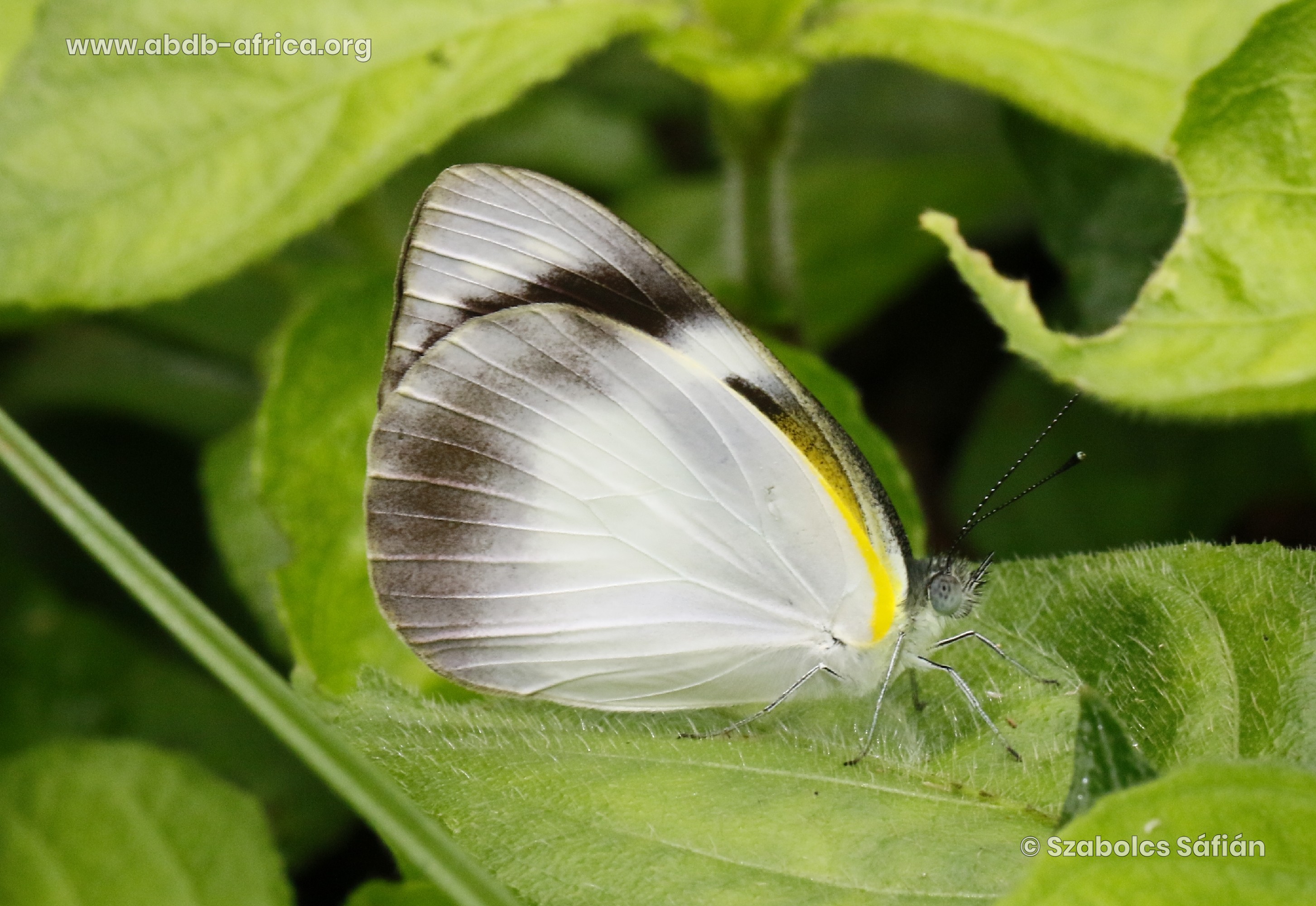 Appias epaphia (Cramer, [1779])