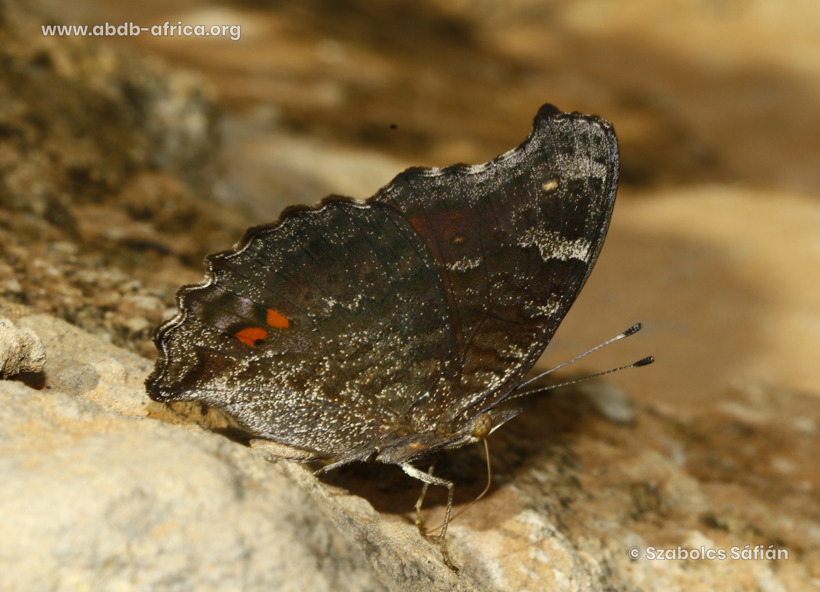 Precis octavia (Cramer, 1777)